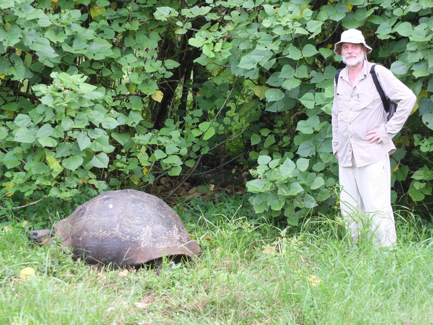 Tortue Adopter Refuge