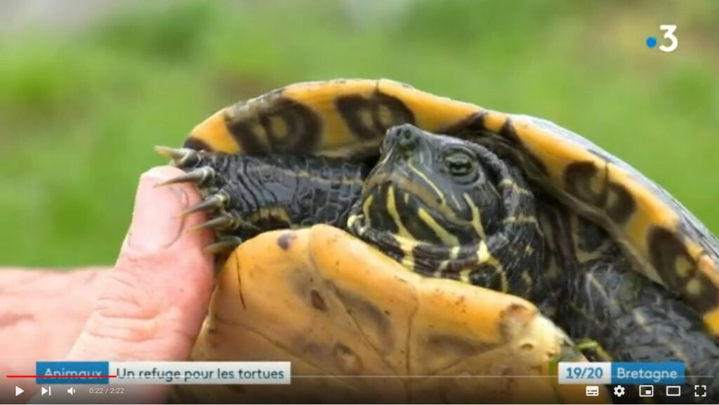 Tortue Adopter Refuge